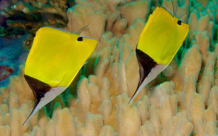 Lauwiliwilinukunukuʻoiʻoi, the fish with the longest name | Hawaii Trivia