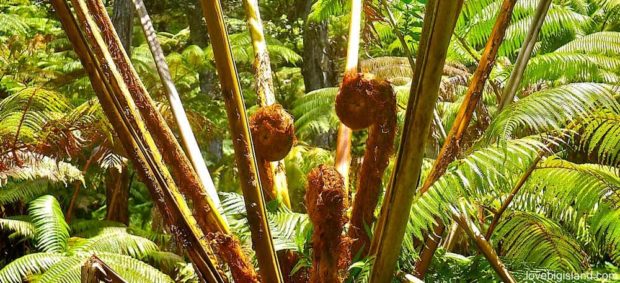 Hāpuʻu or Hawaiian Tree Fern | Did you Know? Big Island Trivia and Facts