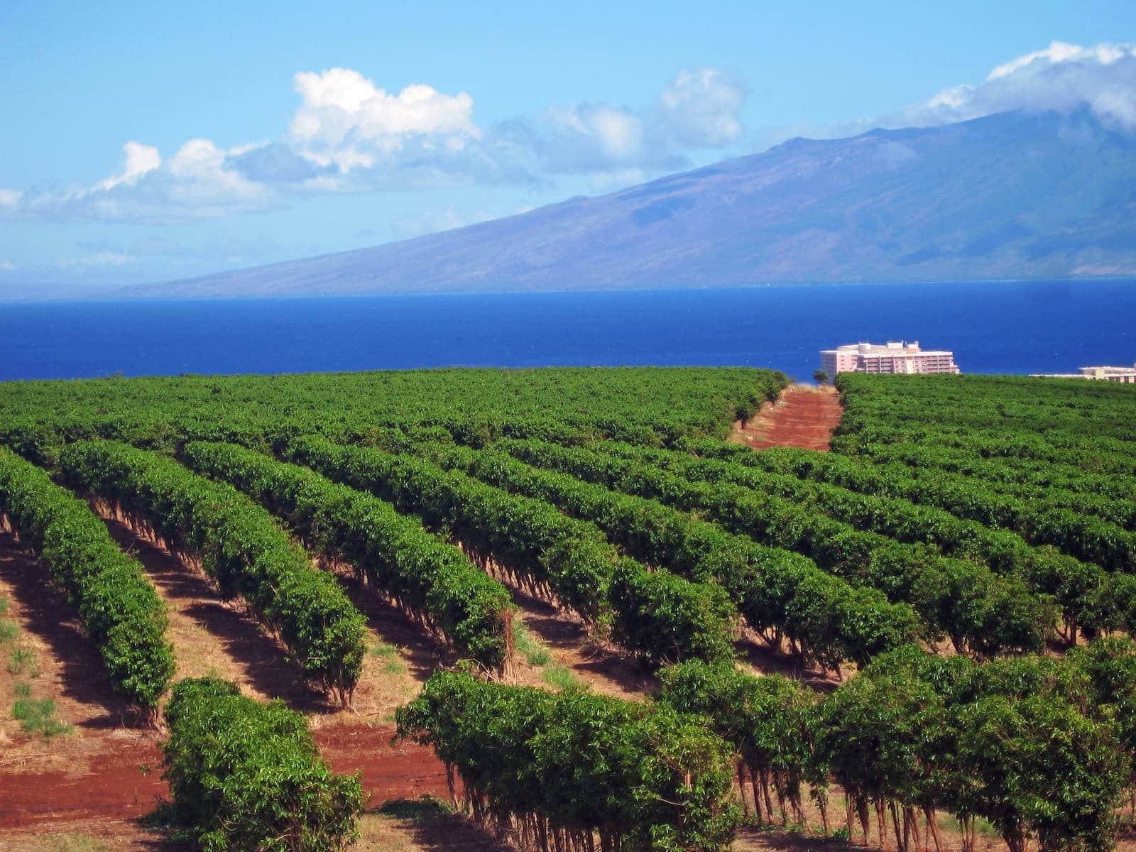 BIG LIST of Culinary Tours and Activities on Maui